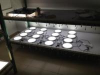 China 13 Inch Epistar SMD 352 22W Led Panel Lights For Home Φ330 * H26MM for sale