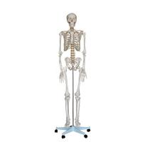 China 180cm Tall Life-Size Human Anatomical Model Ideal for Medical Teaching and Education for sale