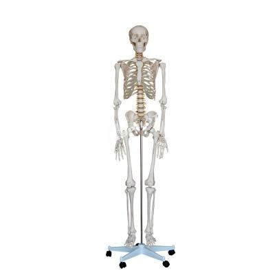 China 180cm Tall Life-Size Human Anatomical Model Ideal for Medical Teaching and Education for sale