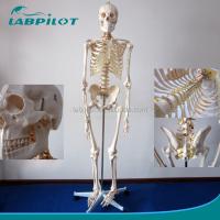 China 180cm Tall Life-Size Human Anatomical Model Ideal for Medical Teaching and Education for sale