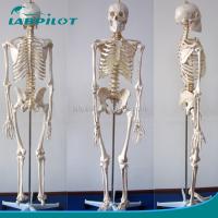 China 180cm Tall Life-Size Human Anatomical Model Ideal for Medical Teaching and Education for sale
