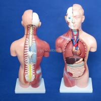 China 42CM Sexless Torso Model with Internal Organs 18 Parts and Detailed Torso Anatomy Model for sale