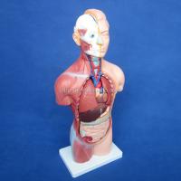 China 42CM Sexless Torso Model with Internal Organs 18 Parts and Detailed Torso Anatomy Model for sale