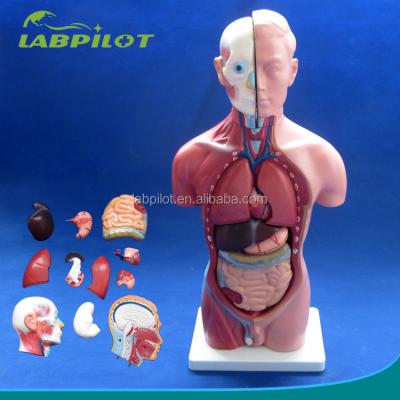 China Anatomical Demonstration 42CM Male Torso with Internal Organs 13 Parts Anatomical Model for sale