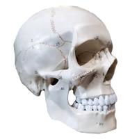 China Educational Models Human Life-Size Skull Anatomical Model for Medical Science Teaching for sale