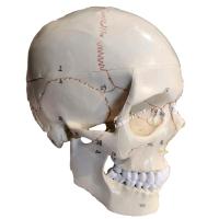 China Educational Models Human Life-Size Skull Anatomical Model for Medical Science Teaching for sale
