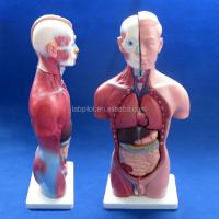 China Anatomical Demonstration 42CM Male Torso with Internal Organs 13 Parts Anatomical Model for sale