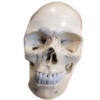China Educational Models Human Life-Size Skull Anatomical Model for Medical Science Teaching for sale