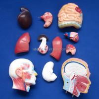 China Anatomical Demonstration 42CM Male Torso with Internal Organs 13 Parts Anatomical Model for sale