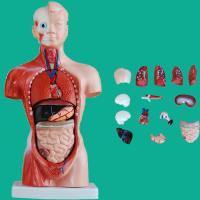 China 15 Parts Anatomy Trunk Model Essential for Understanding Human Body Structure for sale