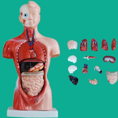 China 15 Parts Anatomy Trunk Model Essential for Understanding Human Body Structure for sale