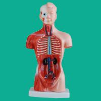 China 15 Parts Anatomy Trunk Model Essential for Understanding Human Body Structure for sale