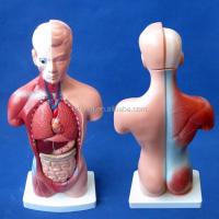 China 15 Parts Anatomy Trunk Model Essential for Understanding Human Body Structure for sale