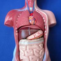 China 15 Parts Anatomy Trunk Model Essential for Understanding Human Body Structure for sale
