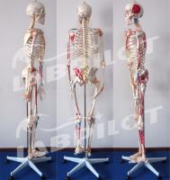 China Medical Science Educational Model 180cm Tall Colored Skeleton with Muscles and Ligaments for sale
