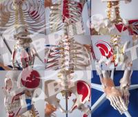 China Medical Science Educational Model 180cm Tall Colored Skeleton with Muscles and Ligaments for sale
