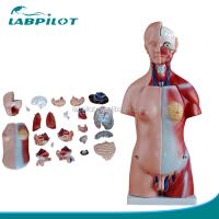 China Anatomical Demonstration 23 Parts Torso Model with Internal Organs Function Liver for sale