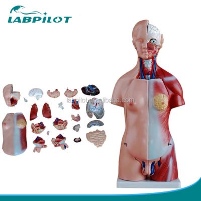 China Anatomical Demonstration 23 Parts Torso Model with Internal Organs Function Liver for sale