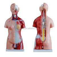 China Anatomical Demonstration 23 Parts Torso Model with Internal Organs Function Liver for sale
