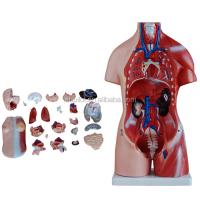 China Anatomical Demonstration 23 Parts Torso Model with Internal Organs Function Liver for sale
