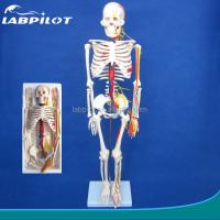 China Medical Science Advanced PVC Human Skeleton Model with Nerves and Blood Vessels HOT 85cm for sale
