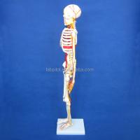 China Medical Science Advanced PVC Human Skeleton Model with Nerves and Blood Vessels HOT 85cm for sale
