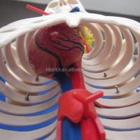China Medical Science Advanced PVC Human Skeleton Model with Nerves and Blood Vessels HOT 85cm for sale