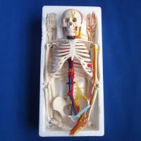 China Medical Science Advanced PVC Human Skeleton Model with Nerves and Blood Vessels HOT 85cm for sale