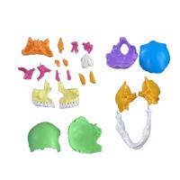China 22 Part Skull Model Colored Bones Anatomical Demonstration Teaching Medical Model for sale