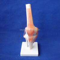 China Human Anatomical Knee Joint Model for Medical Education Realistic and Detailed Design for sale