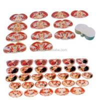 China Anatomical Demonstration Male Torso Transverse Section Model Human Anatomical Models for sale