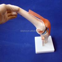 China Human Anatomical Knee Joint Model for Medical Education Realistic and Detailed Design for sale