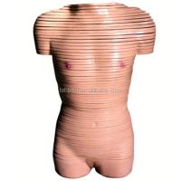 China Human Life Size Female Torso Cross Section Anatomy Model Recommended for Schools for sale