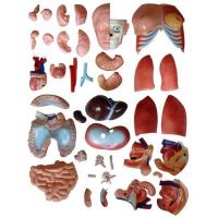 China 85CM Unisex Torso Mannequin Internal Organs Anatomy Model Human Torso Models Category for sale