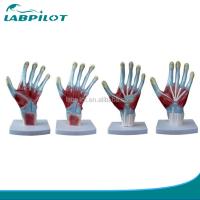 China Item Palm Anatomy Models Human Life Size Hand Model for Medical Training Instruments for sale