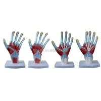 China Item Palm Anatomy Models Human Life Size Hand Model for Medical Training Instruments for sale