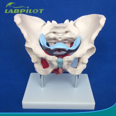 China Functional and Detailed Human Female Pelvic Model for Educational Demonstrations for sale