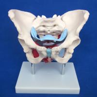 China Functional and Detailed Human Female Pelvic Model for Educational Demonstrations for sale