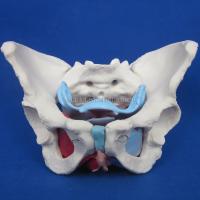 China Functional and Detailed Human Female Pelvic Model for Educational Demonstrations for sale