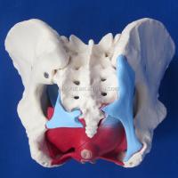 China Functional and Detailed Human Female Pelvic Model for Educational Demonstrations for sale
