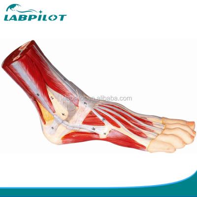 China Educational Plantar Dissection Model for Detailed Foot Anatomy Structures and Functions for sale