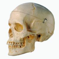 China Anatomical Demonstration Model of Human Adult Skull for Medical Science Research for sale
