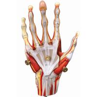 China Muscles of Hand Vessels and Nerves Anatomical Hand Model for Displaying Hand Anatomy for sale
