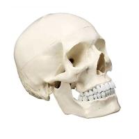China Anatomical Demonstration Model of Human Adult Skull for Medical Science Research for sale