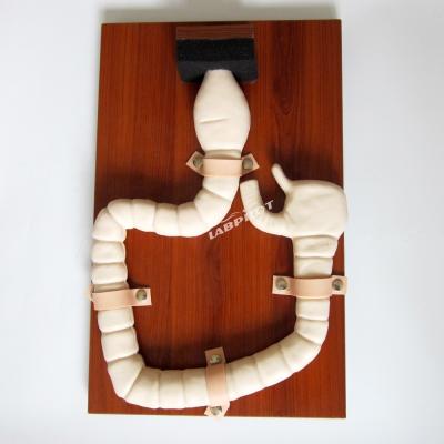 China Rectum and Colon Anatomy Model Advanced PVC Human Life Size Intestinal Endoscopy Simulator for sale
