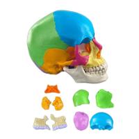 China 22 Parts Plastic Skull Model Ideal for Teaching Human Bone in Medical Science Subject for sale