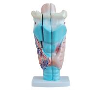 China Medical Larynx Anatomy Teaching Model Human Throat Model for Anatomical Demonstration for sale