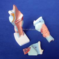 China Medical Larynx Anatomy Teaching Model Human Throat Model for Anatomical Demonstration for sale