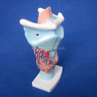 China Medical Larynx Anatomy Teaching Model Human Throat Model for Anatomical Demonstration for sale