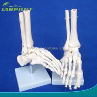 China Human Anatomical Models Life-Size Foot Joint Model with Ligament and Bones of Skeleton for sale